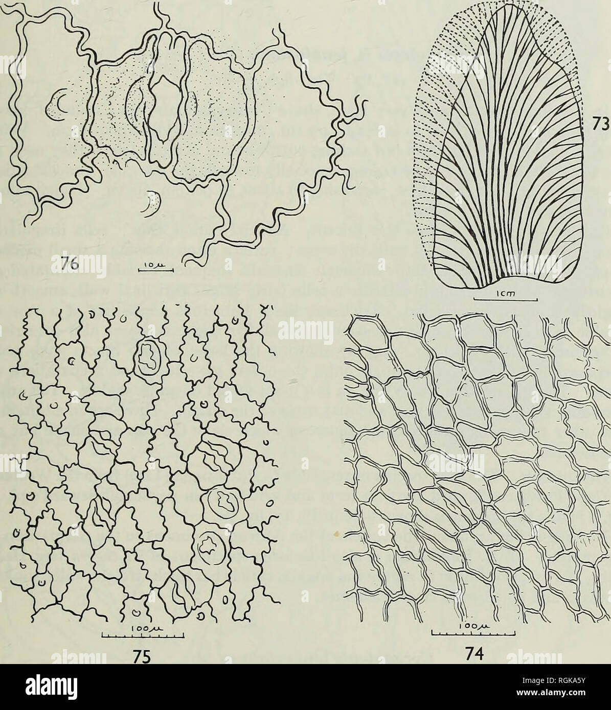 . Bulletin of the British Museum (Natural History), Geology. FOSSIL ...