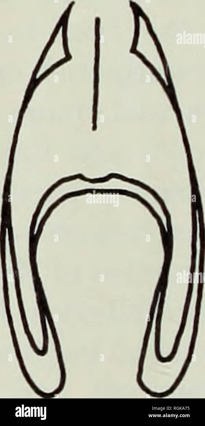 . Bulletin of the British Museum (Natural History), Geology. D. Fig. I ...