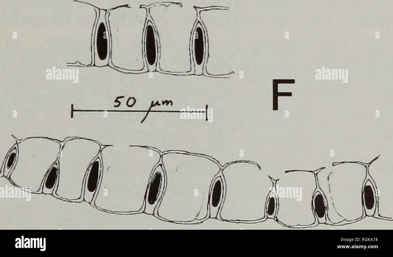 . Bulletin of the British Museum (Natural History) Botany. . Fig. 42 ...