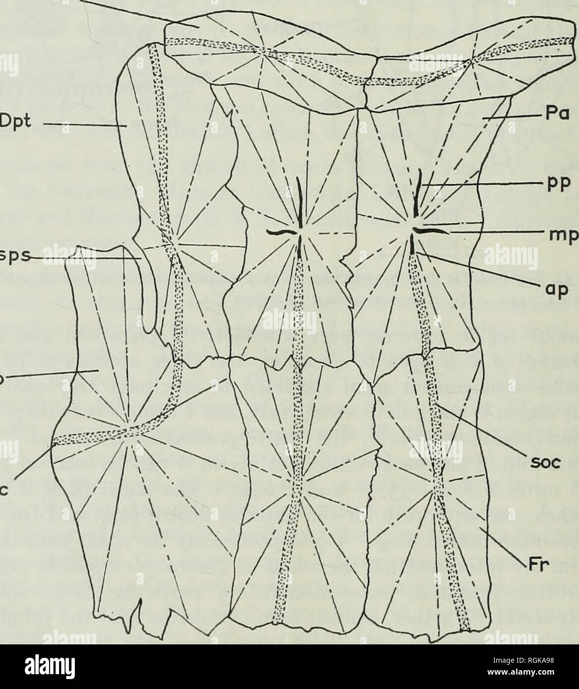 . Bulletin of the British Museum (Natural History), Geology. 3°6 ...