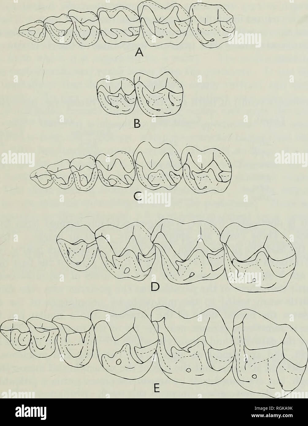 . Bulletin of the British Museum (Natural History), Geology. EAST ...