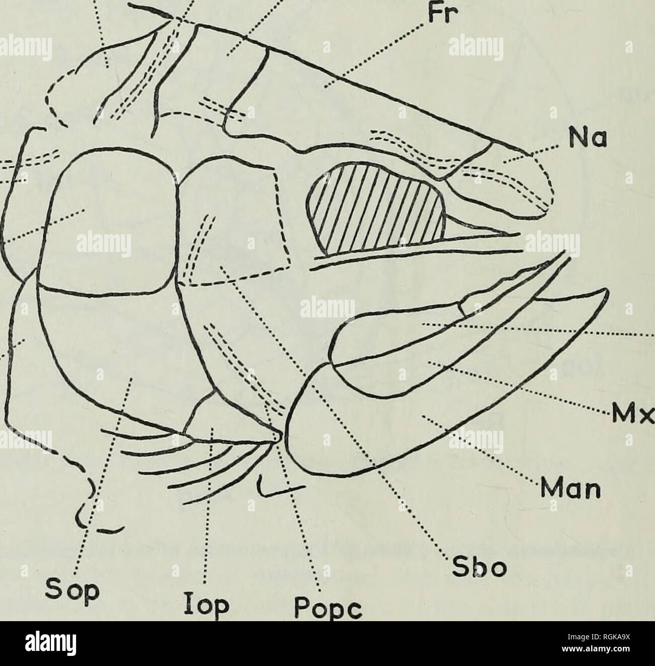 Holostean hi-res stock photography and images - Alamy