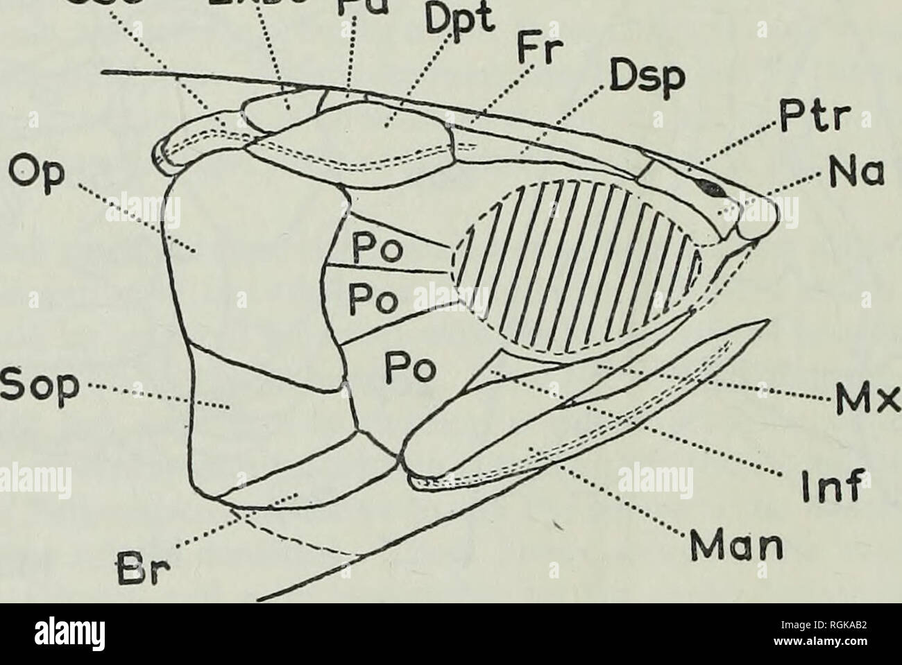 Semionotidae hi-res stock photography and images - Alamy