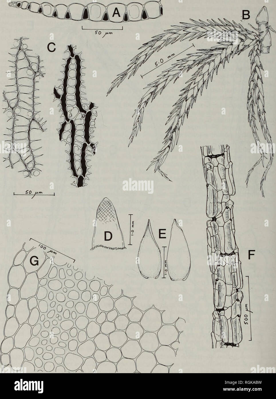 . Bulletin of the British Museum (Natural History) Botany. 144 ALAN ...