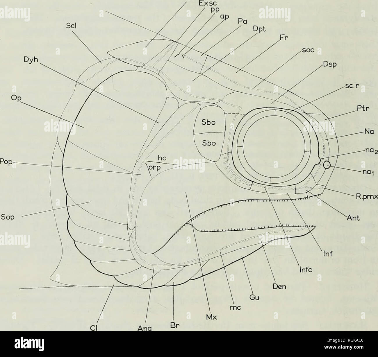Antorbital hi-res stock photography and images - Alamy