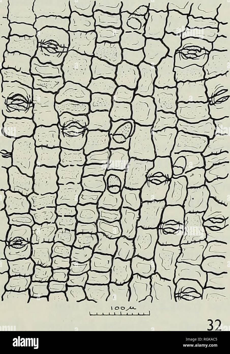 . Bulletin of the British Museum (Natural History), Geology. . Figs. 32 ...