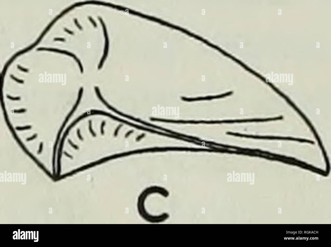 Triangular dorsal fin hi-res stock photography and images - Alamy