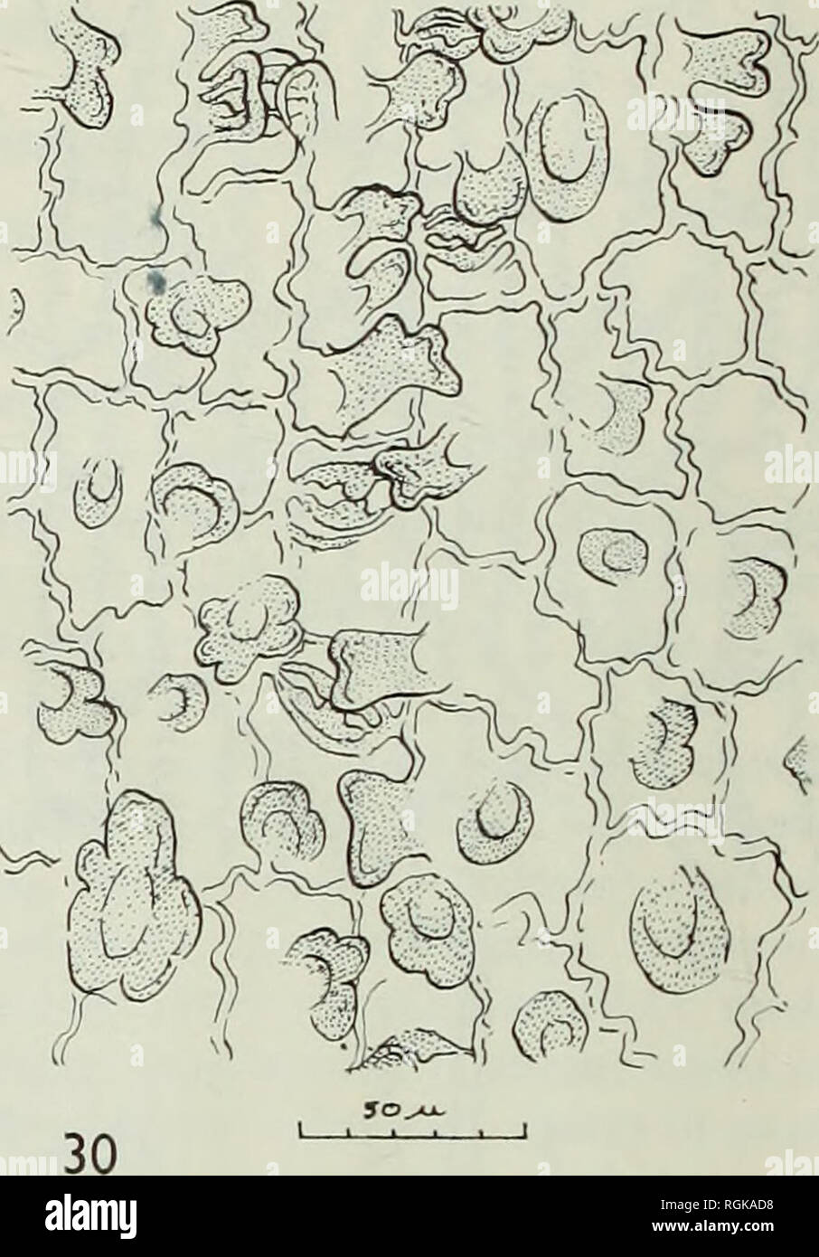 . Bulletin of the British Museum (Natural History), Geology. . Figs. 30 ...