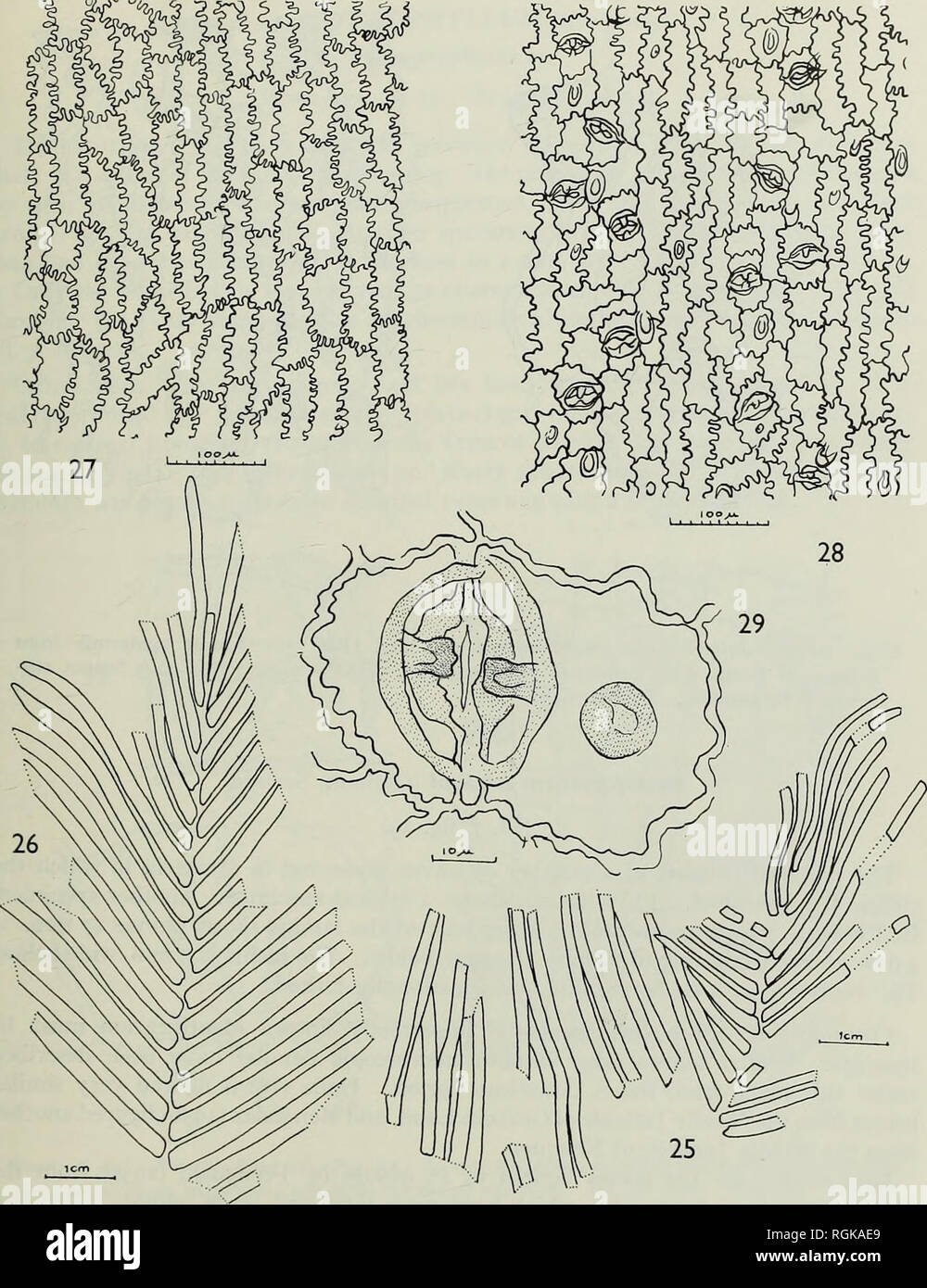 Ptilophyllum hi-res stock photography and images - Alamy