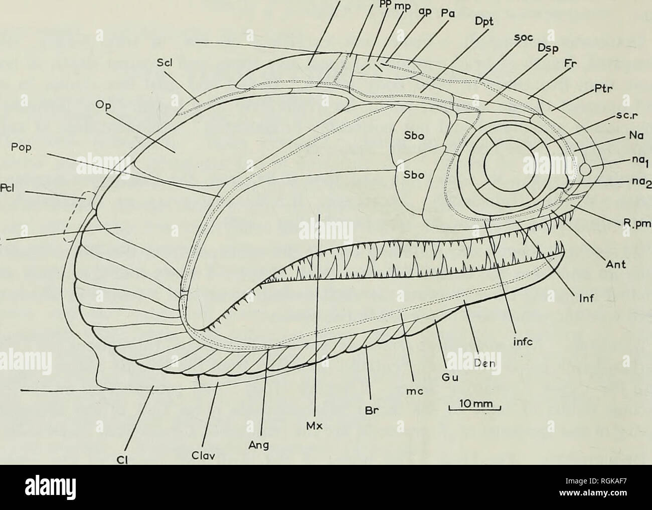 . Bulletin of the British Museum (Natural History), Geology. 278 ...