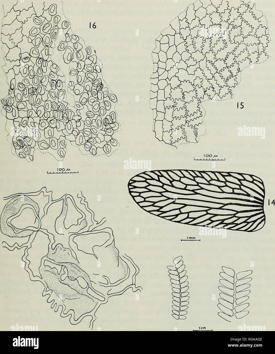 . Bulletin of the British Museum (Natural History), Geology. FOSSIL ...