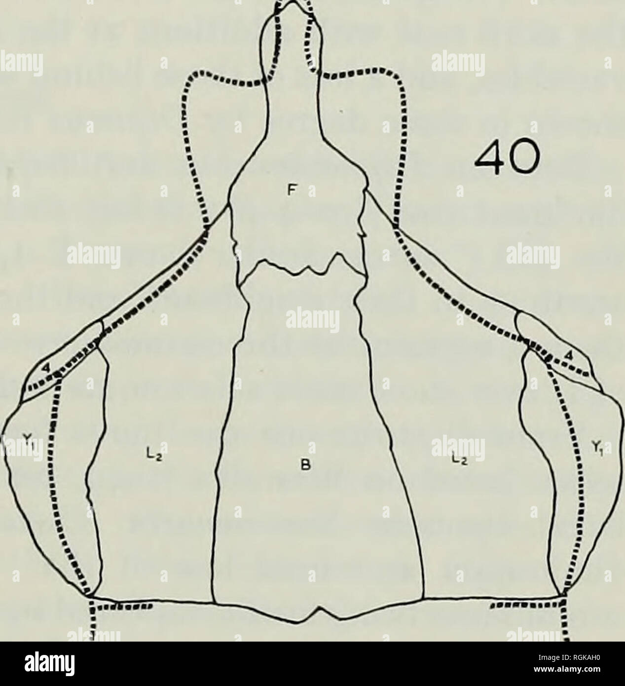 . Bulletin of the British Museum (Natural History), Geology. . Fig. 37 ...
