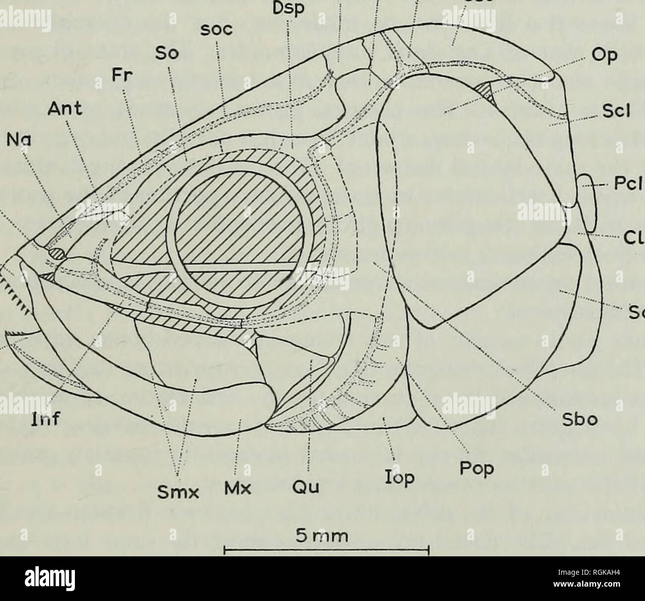 . Bulletin of the British Museum (Natural History), Geology. REVISION ...