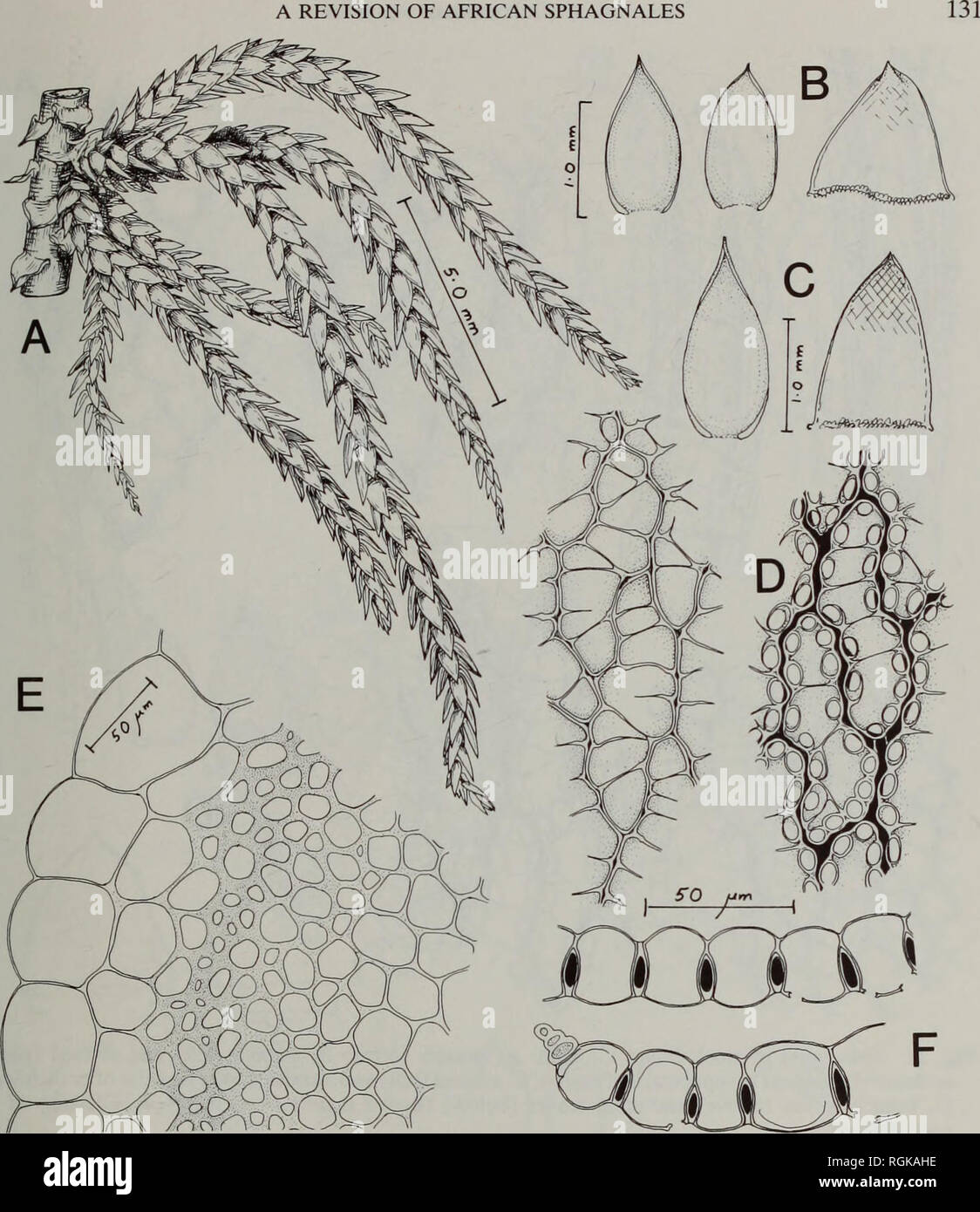 . Bulletin of the British Museum (Natural History) Botany. A REVISION ...