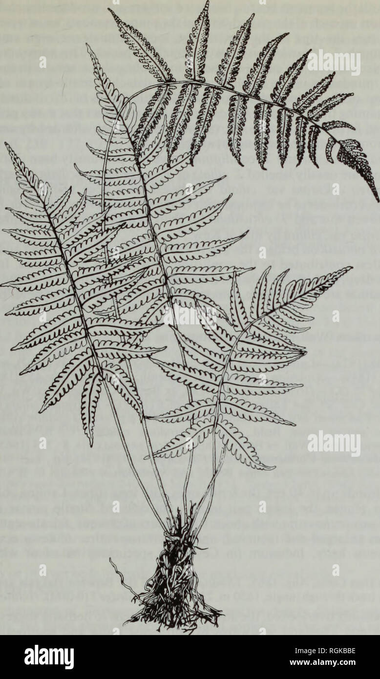 Sterile basal fronds hi-res stock photography and images - Alamy