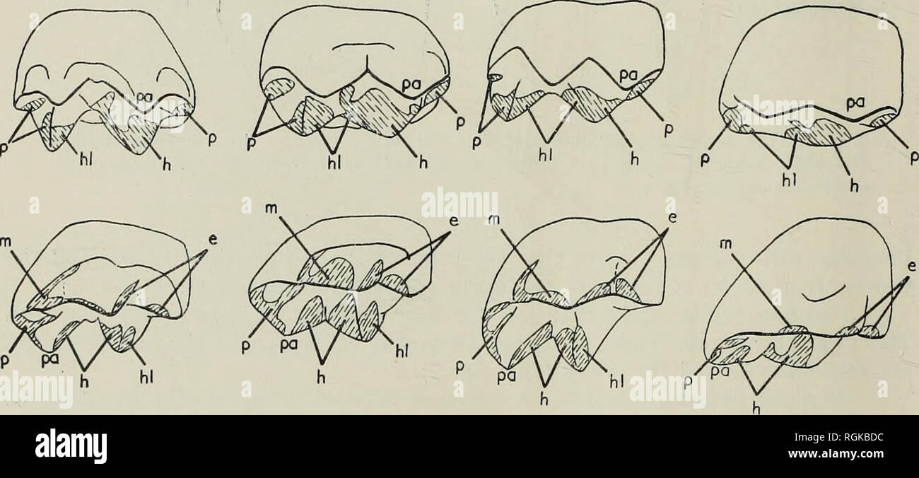 . Bulletin of the British Museum (Natural History), Geology. Fig. 7 ...