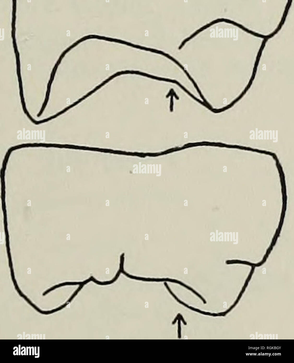 . Bulletin of the British Museum (Natural History), Geology ...