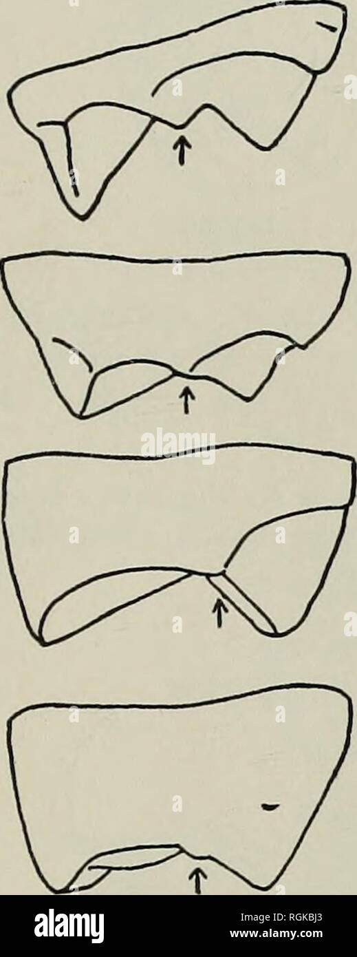 Oreopithecus hi-res stock photography and images - Alamy