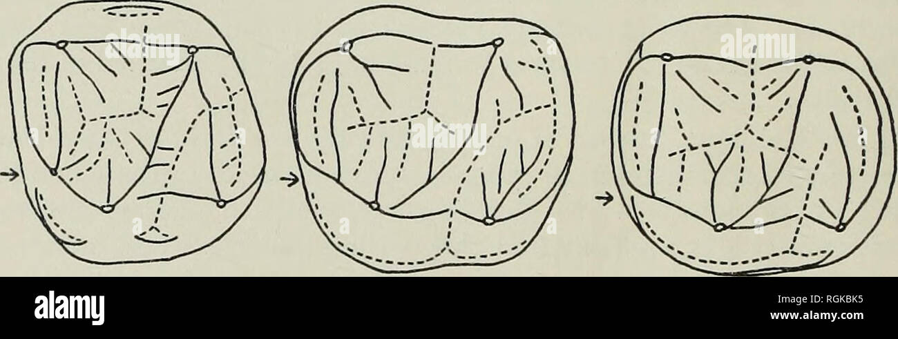 Dryopithecus hi-res stock photography and images - Alamy