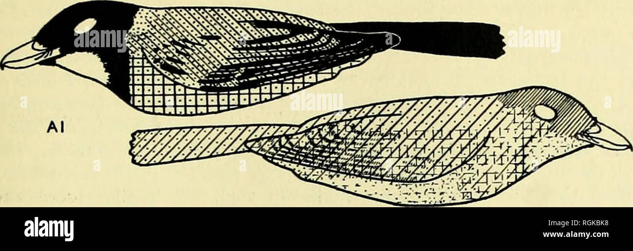 . Bulletin of the British Museum (Natural History). THE PACHYCEPHALA ...