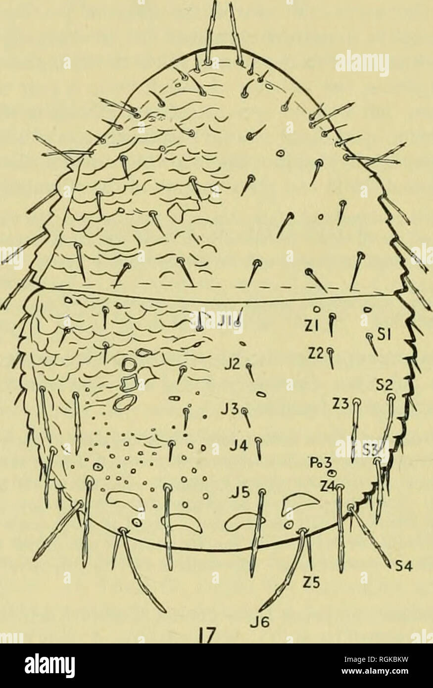 . Bulletin of the British Museum (Natural History). 296 A COLLECTION OF ...