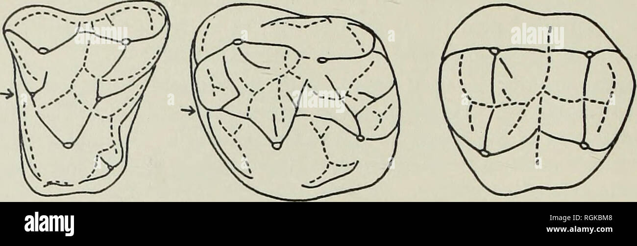 . Bulletin of the British Museum (Natural History), Geology. i4 A ...