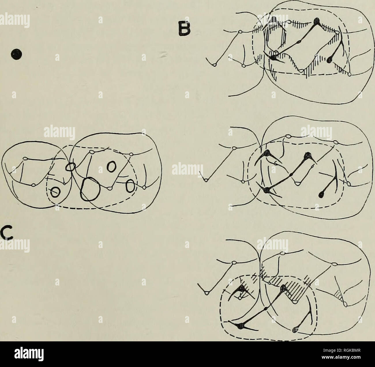 . Bulletin of the British Museum (Natural History), Geology. . Fig. 4 ...