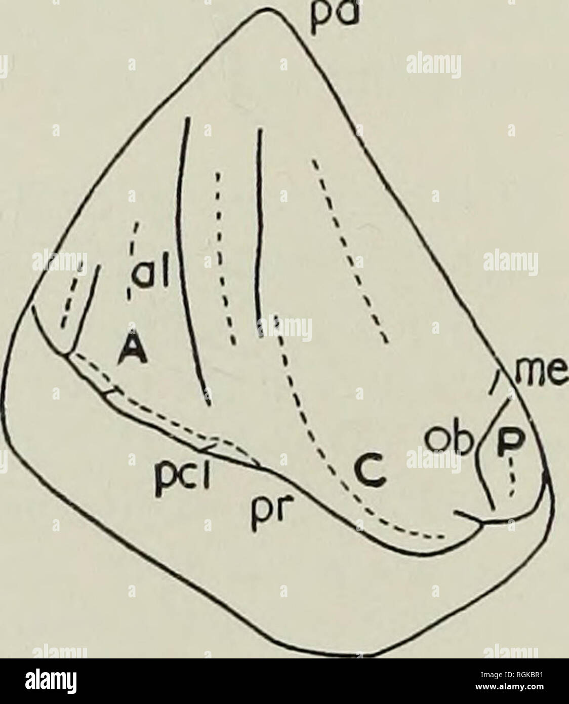 Oreopithecus hi-res stock photography and images - Alamy