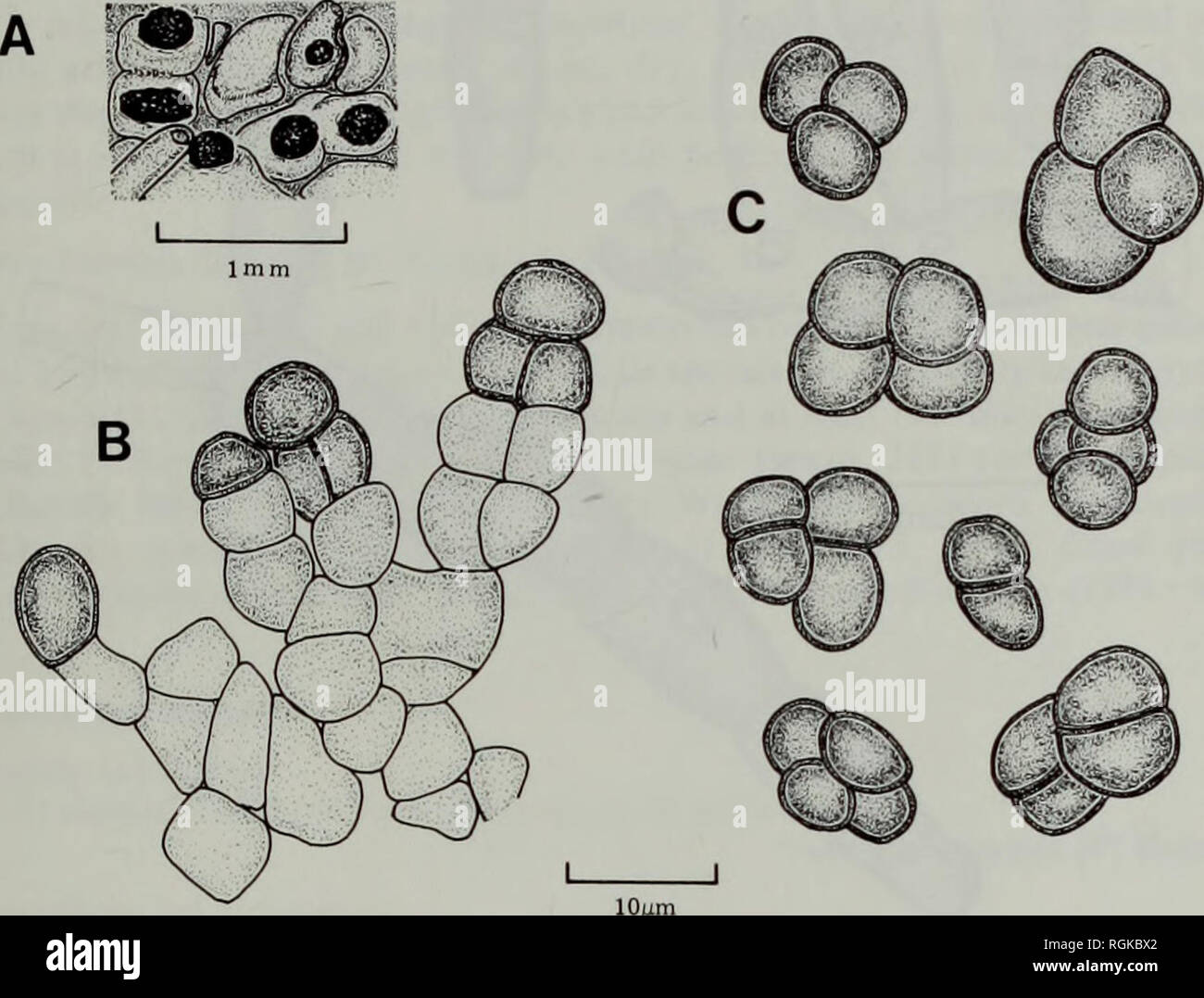 . Bulletin of the British Museum (Natural History) Botany. THE ...