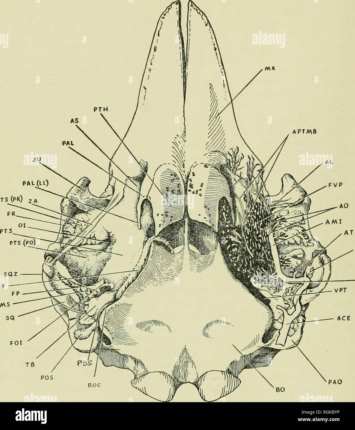 . Bulletin of the British Museum (Natural History). 24 HEARING IN ...