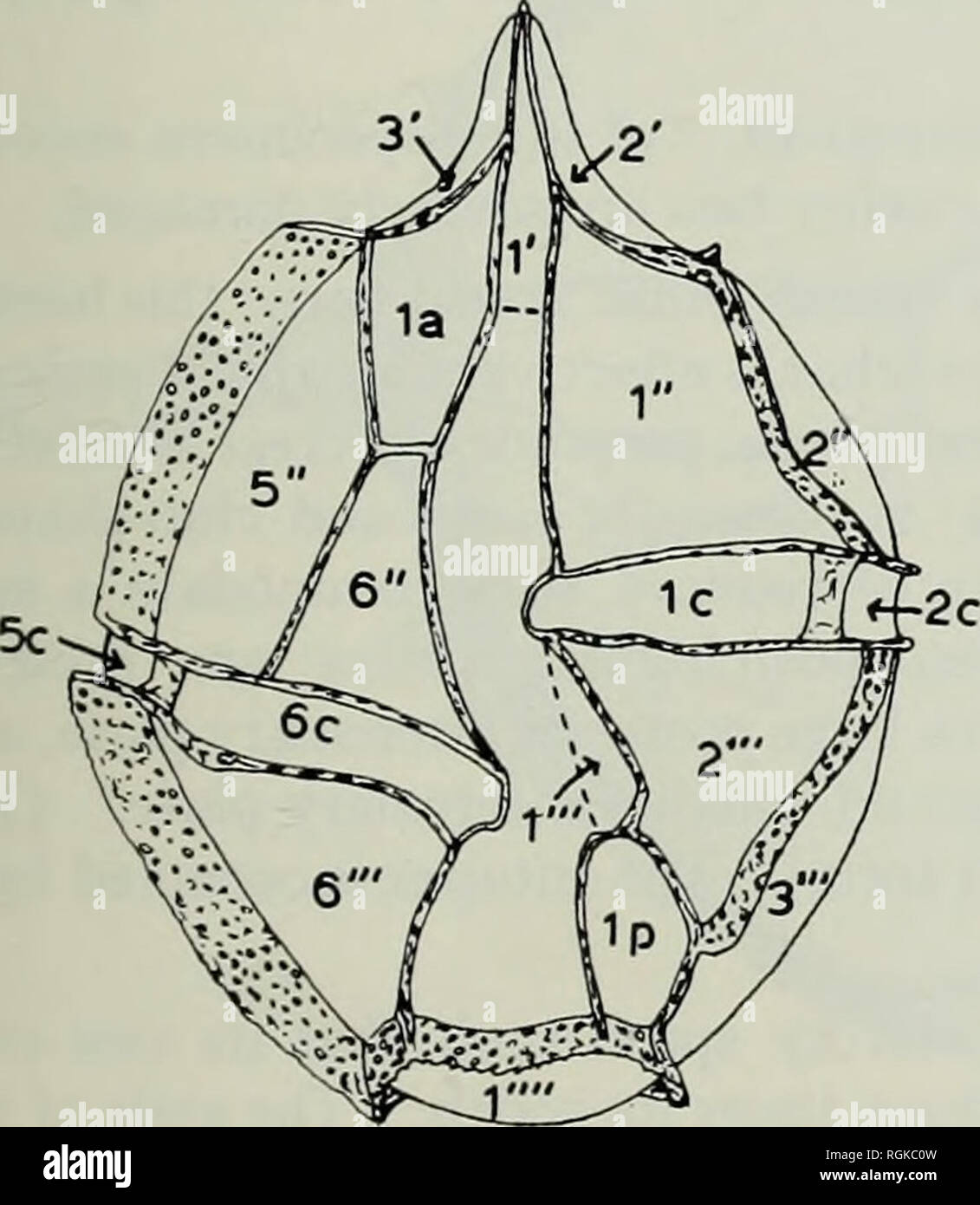 Ovoidal Plate High Resolution Stock Photography and Images - Alamy