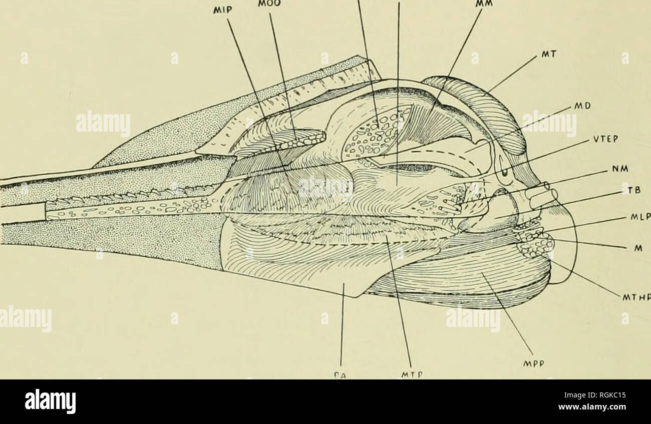 . Bulletin of the British Museum (Natural History). i8 HEARING IN ...
