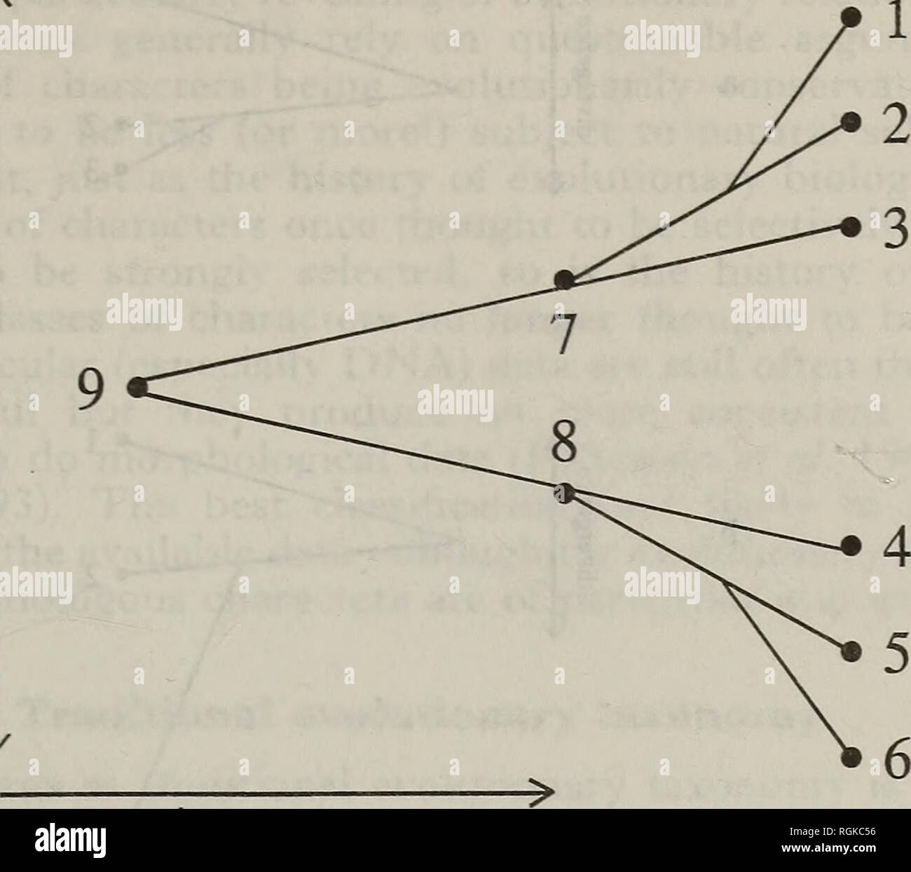 Evolutionary relationship between species hi-res stock photography and ...