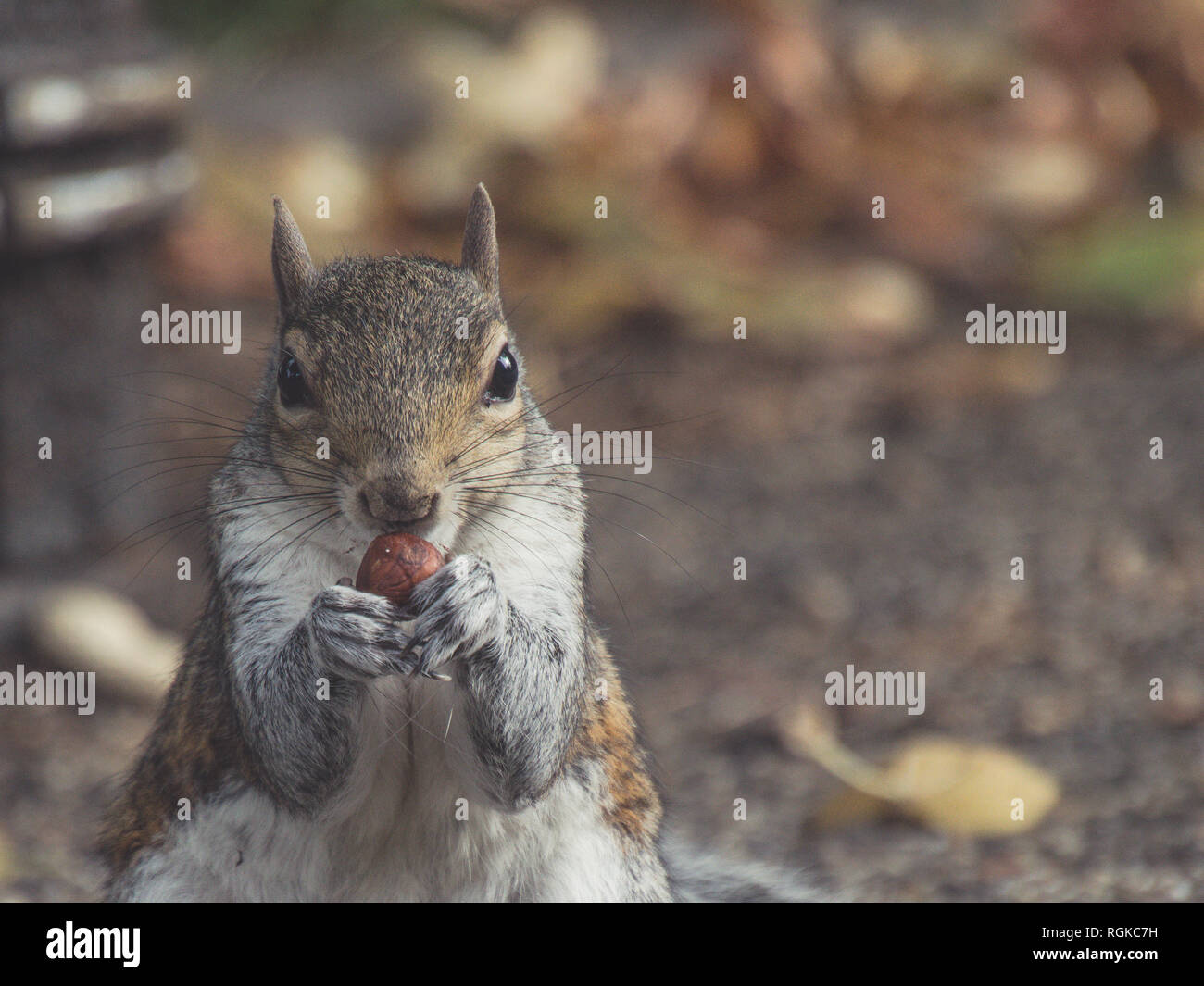 Squirrel close up Stock Photo - Alamy