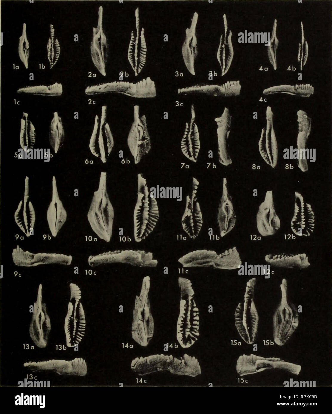 . Bulletin of the British Museum (Natural History) Geology Supplement ...