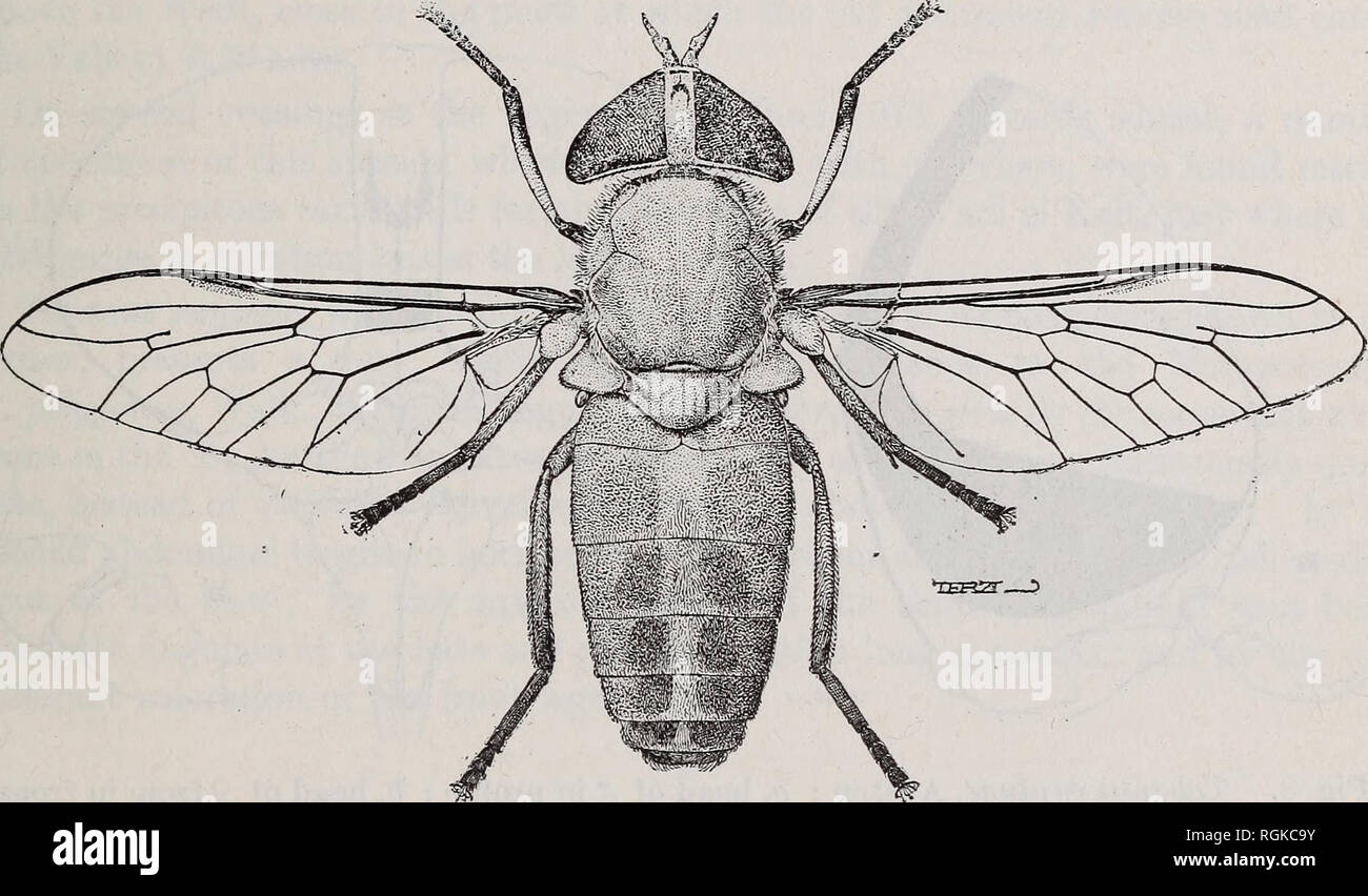 Pollinose High Resolution Stock Photography and Images - Alamy