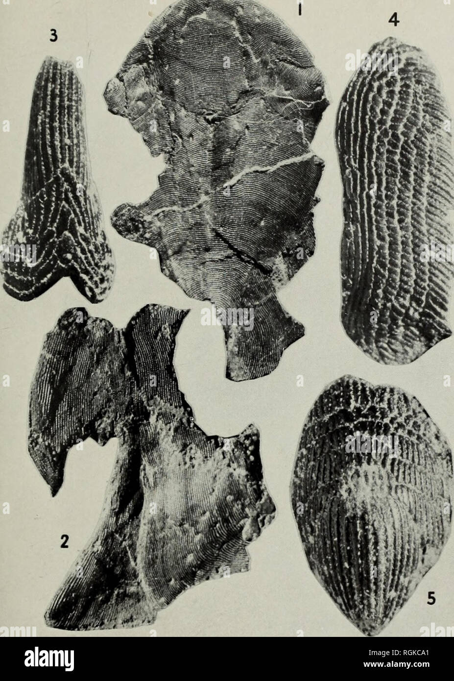 Pteraspis hi-res stock photography and images - Alamy