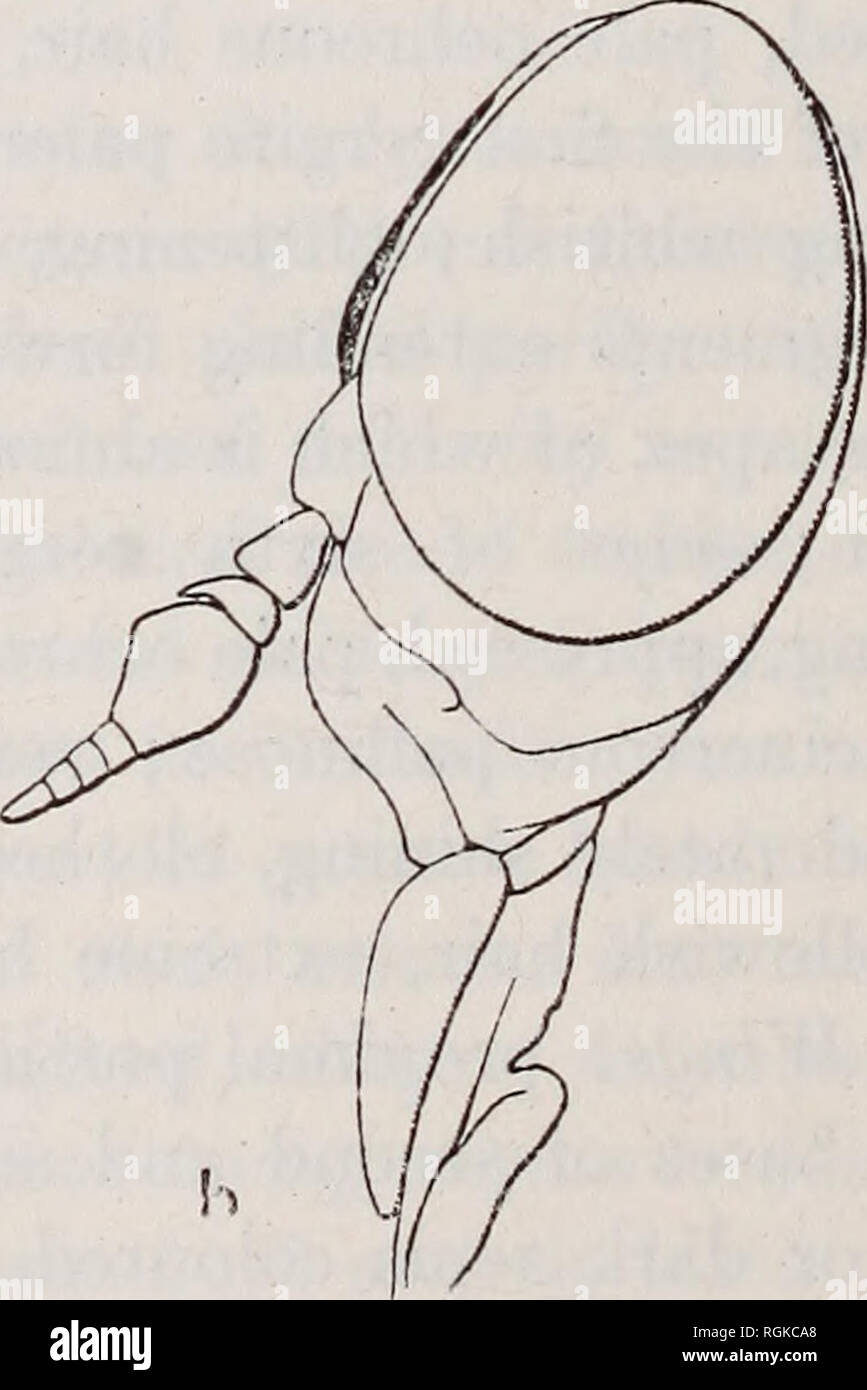 Frontal callus hi-res stock photography and images - Alamy