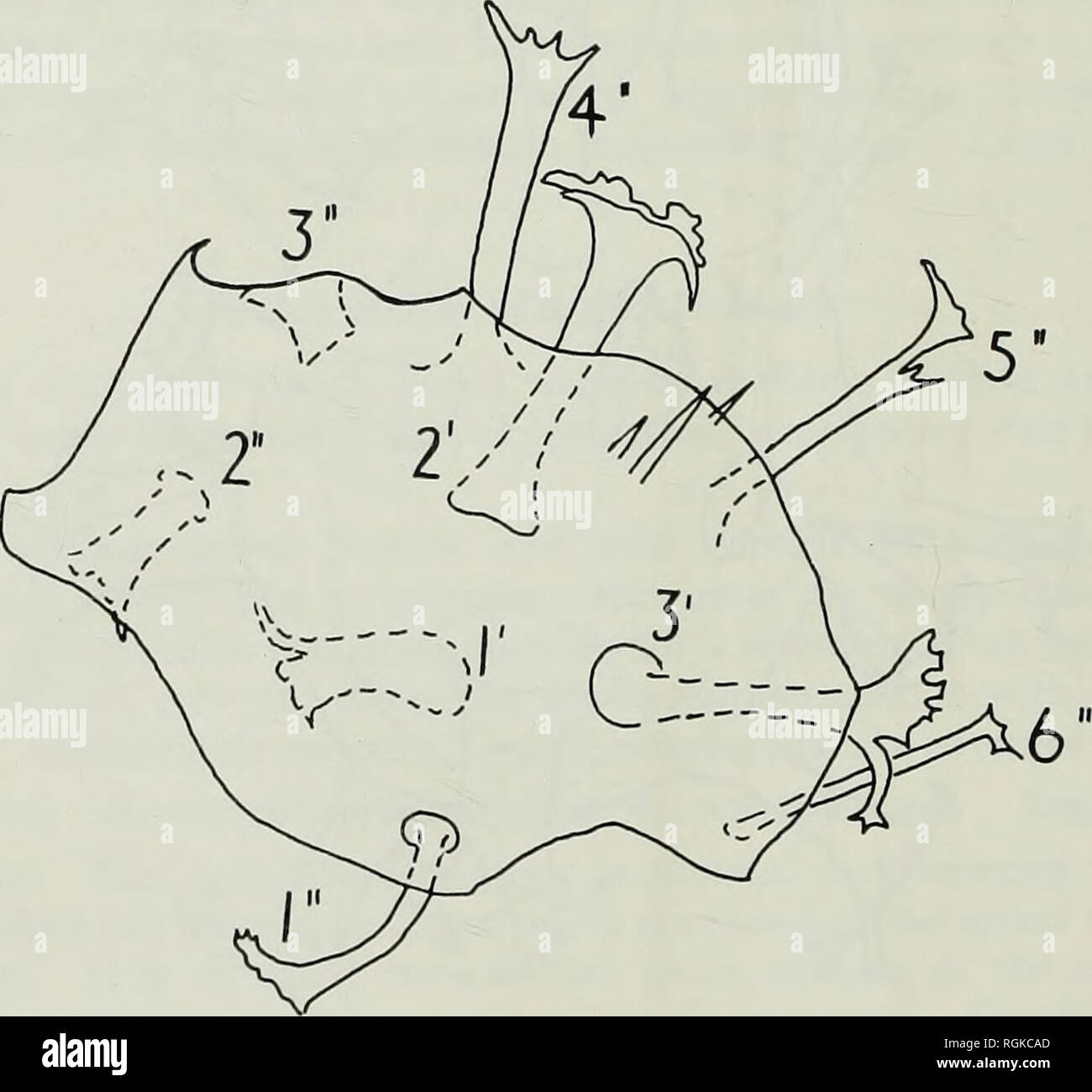 Aculei hi-res stock photography and images - Alamy