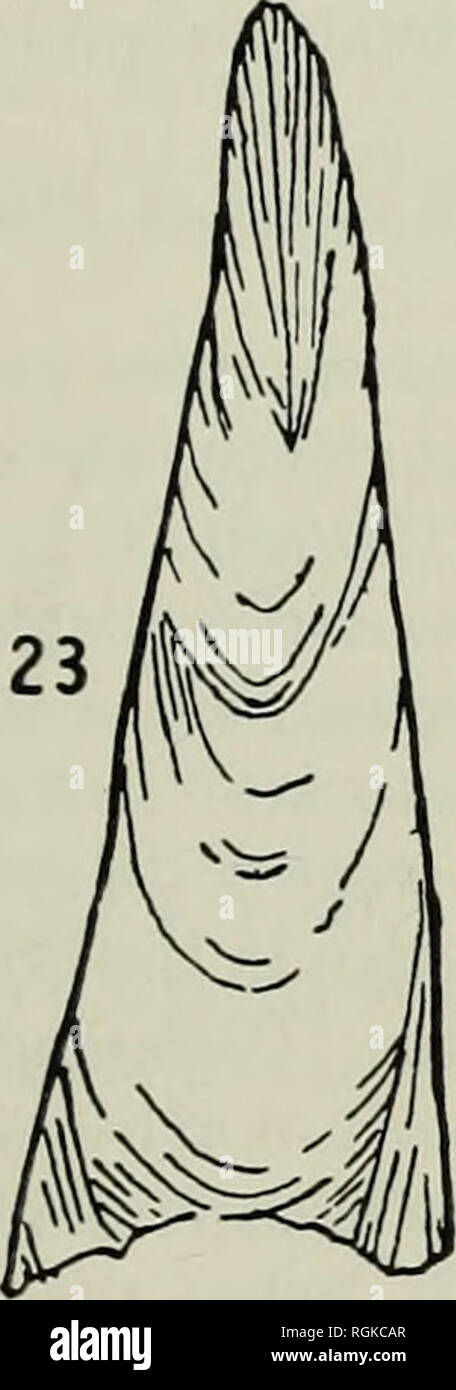 Pteraspis hi-res stock photography and images - Alamy