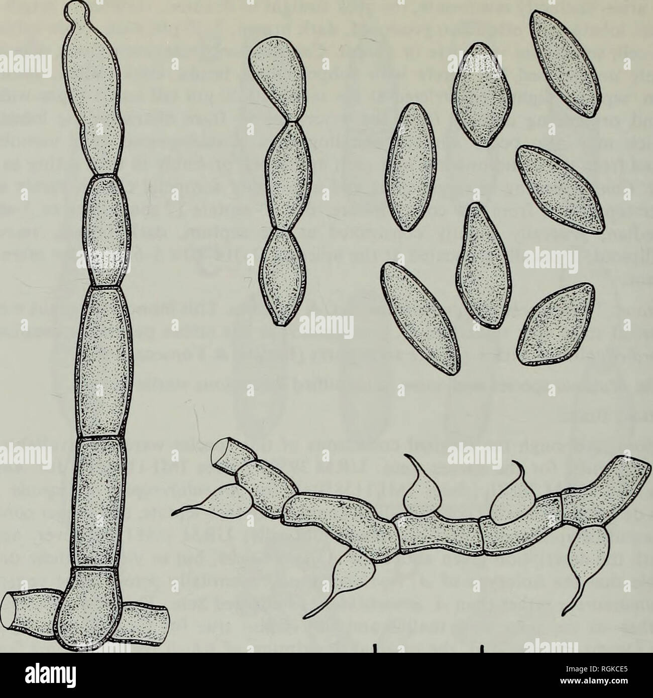 Hyphae septa hi-res stock photography and images - Alamy