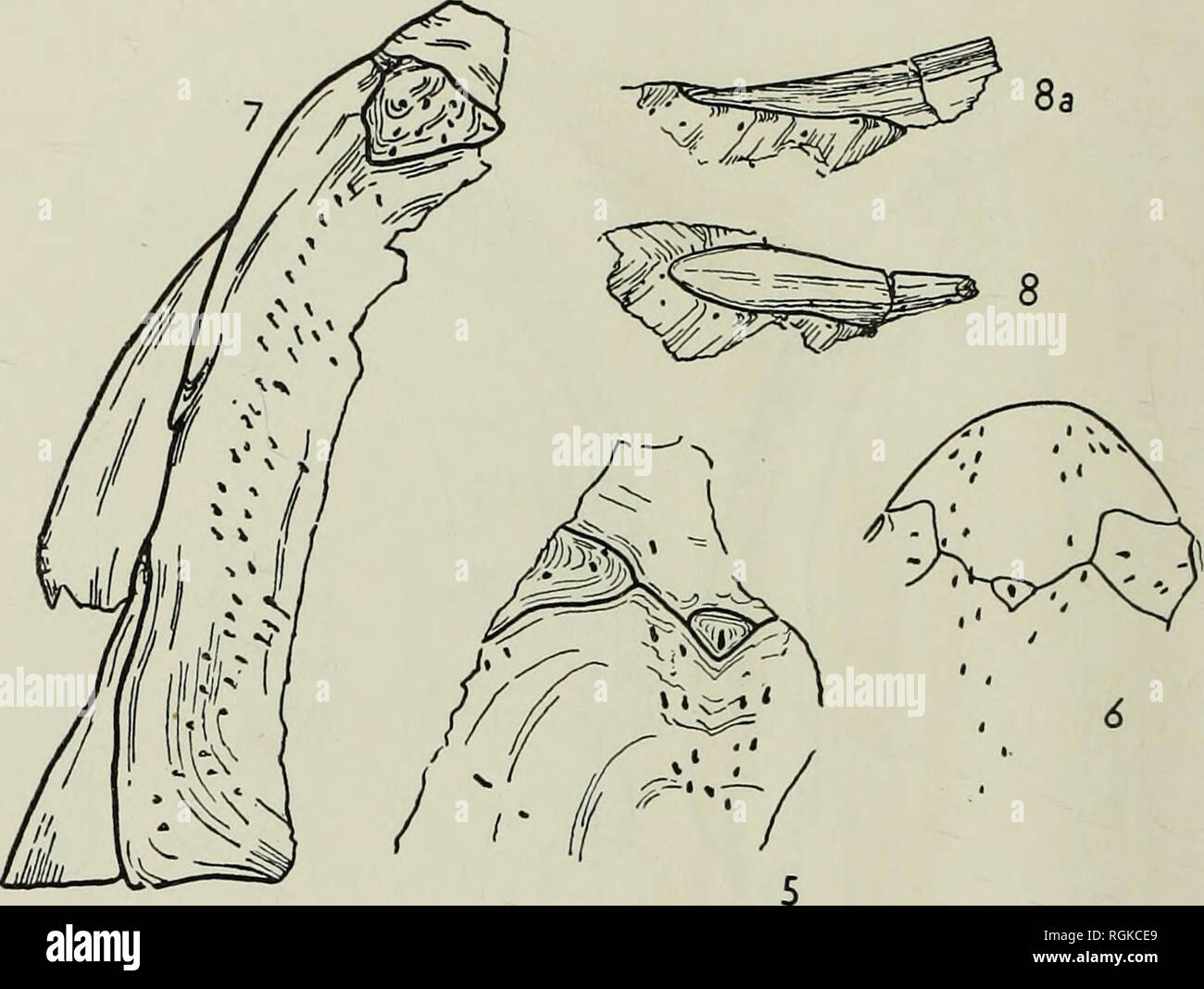 Pteraspis fossil hi-res stock photography and images - Alamy