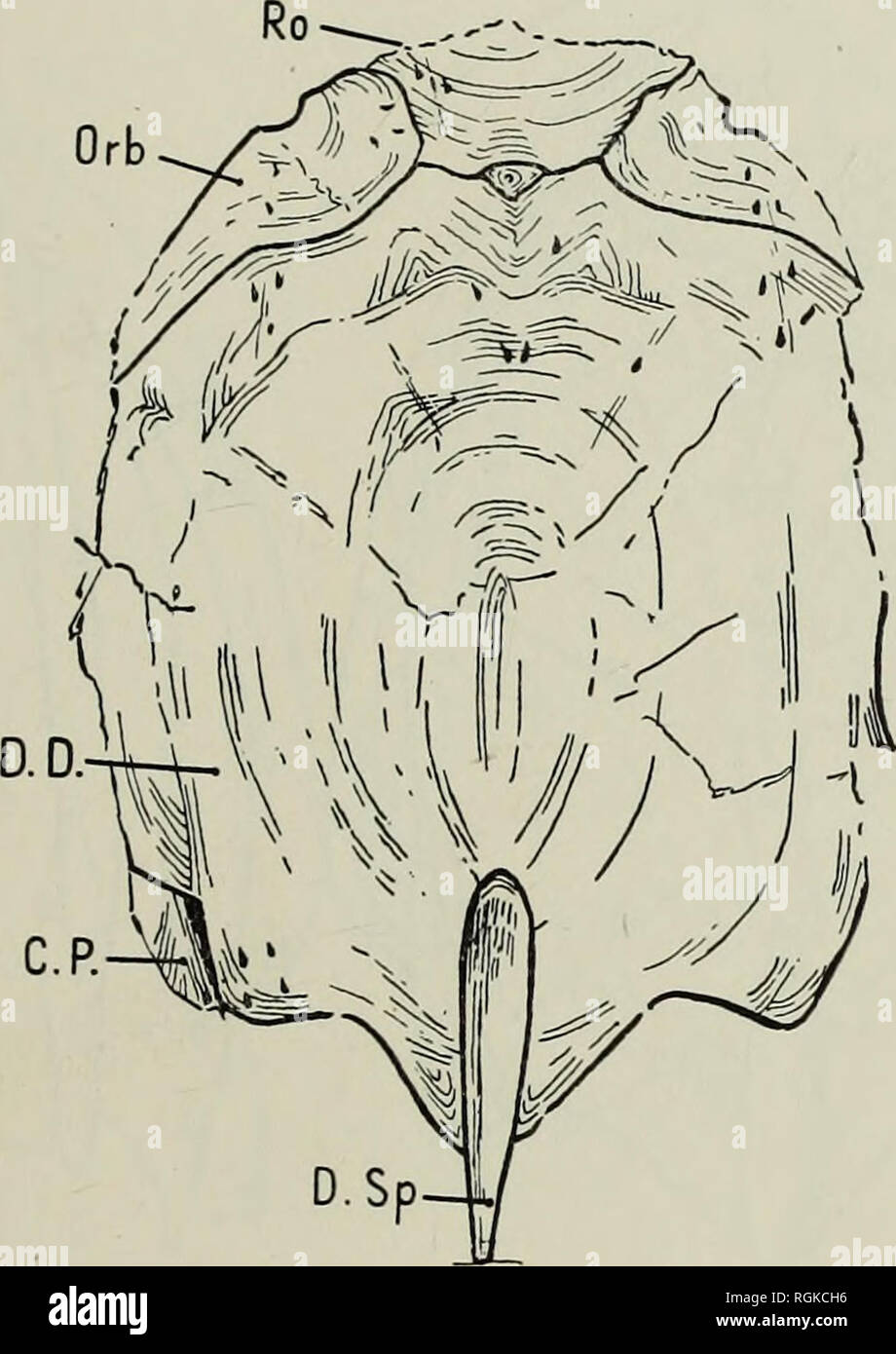 . Bulletin of the British Museum (Natural History), Geology. PTERASPIS ...