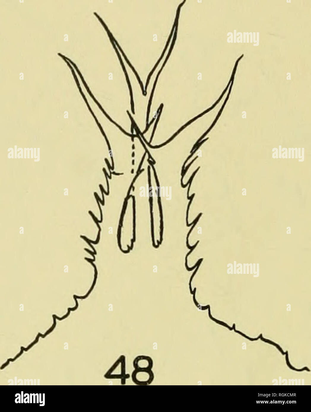 Macrocheles robustulus hi-res stock photography and images - Alamy