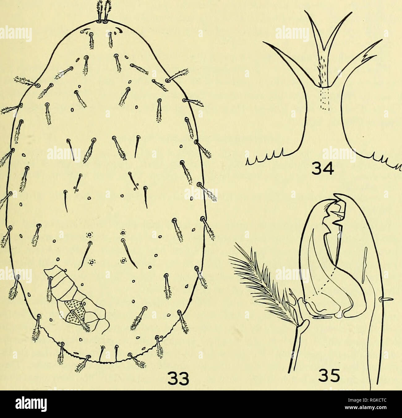 Macrocheles hi-res stock photography and images - Alamy