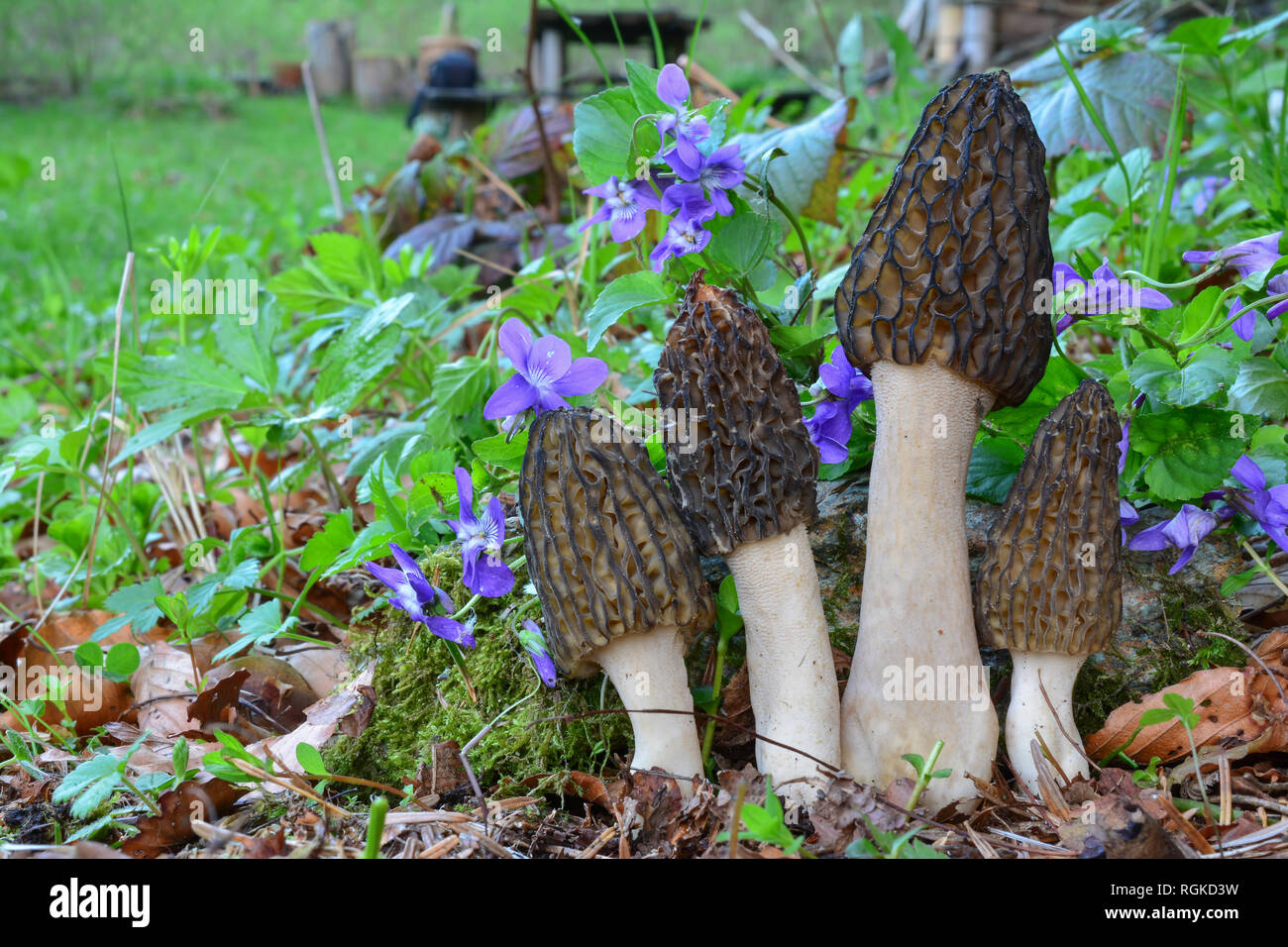 Four nice specimen of spring Morchella conica or Black Morel mushrooms ...