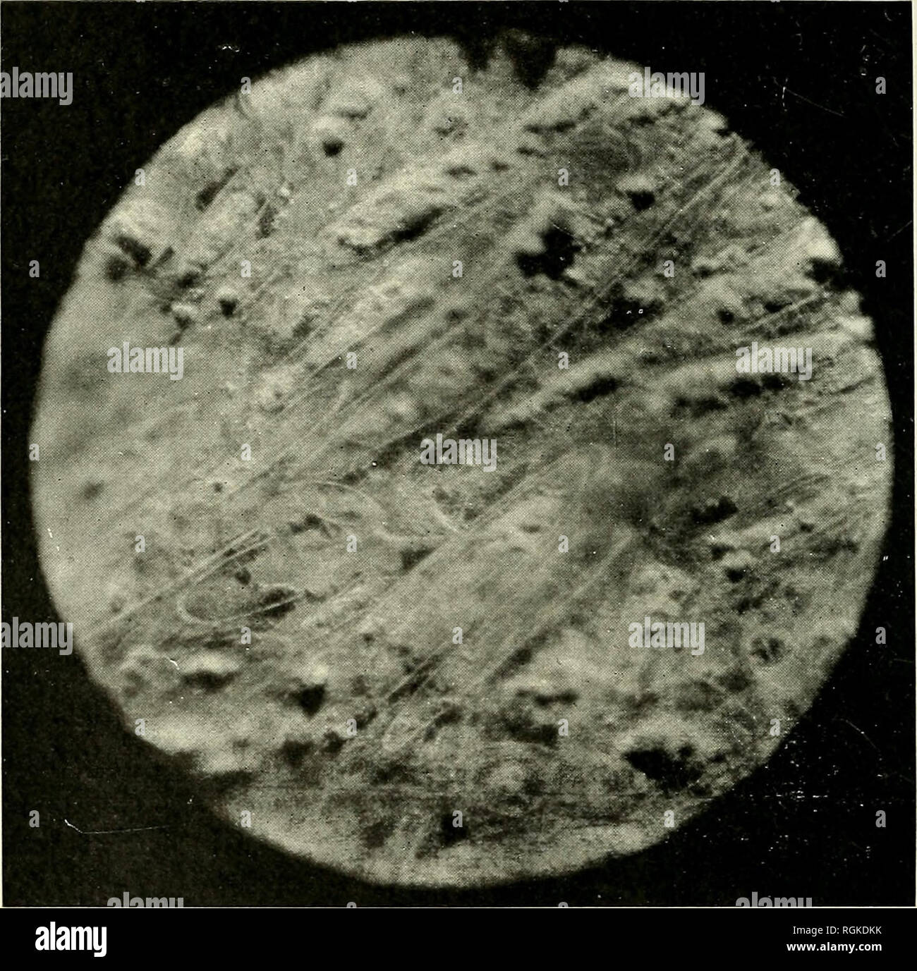 . Bulletin of the Buffalo Society of Natural Sciences. Natural history ...