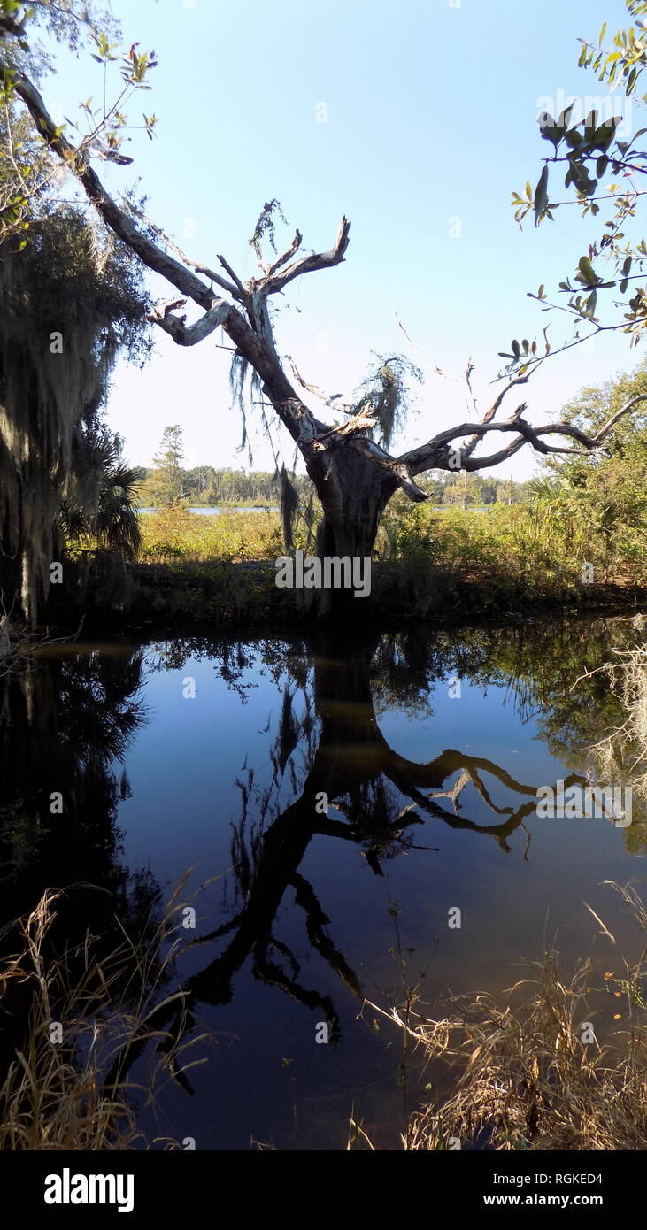 dead tree still standing along water Stock Photo - Alamy