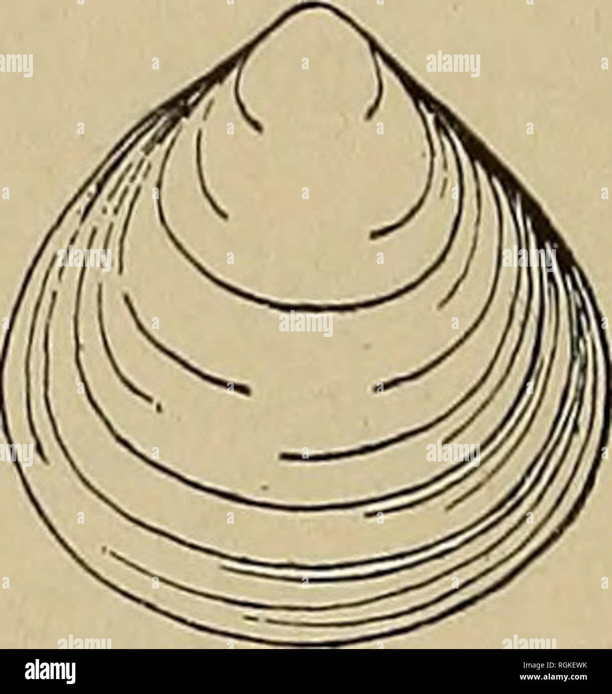 . Bulletin - New York State Museum. Science. faint mesial depression in ...