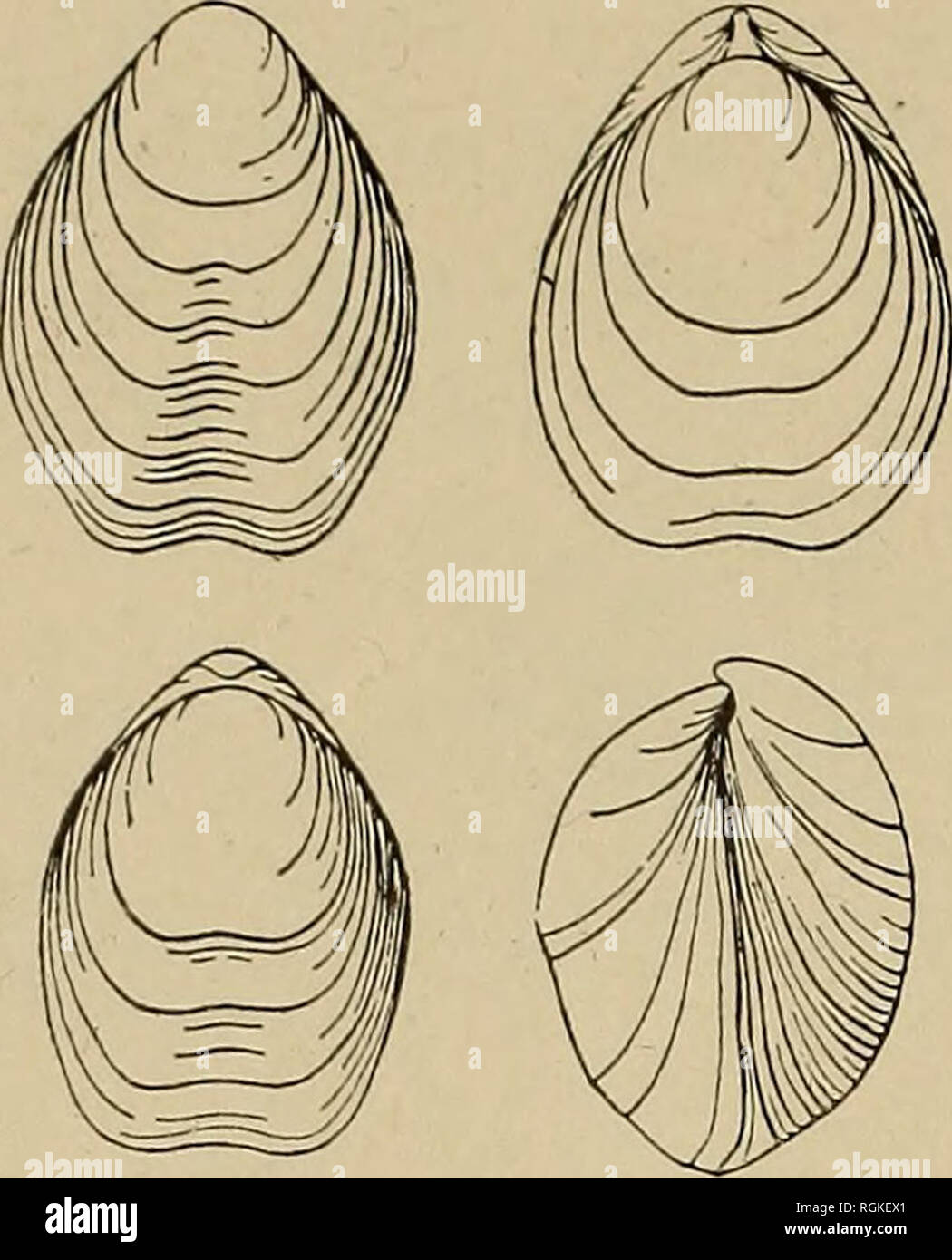 . Bulletin - New York State Museum. Science. 204 NEW YORK STATE MUSEUM ...